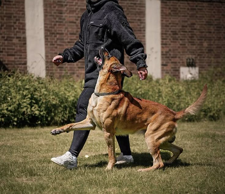 Meet the Most Trusted Los Angeles Dog Trainers in 2025 - London Preview